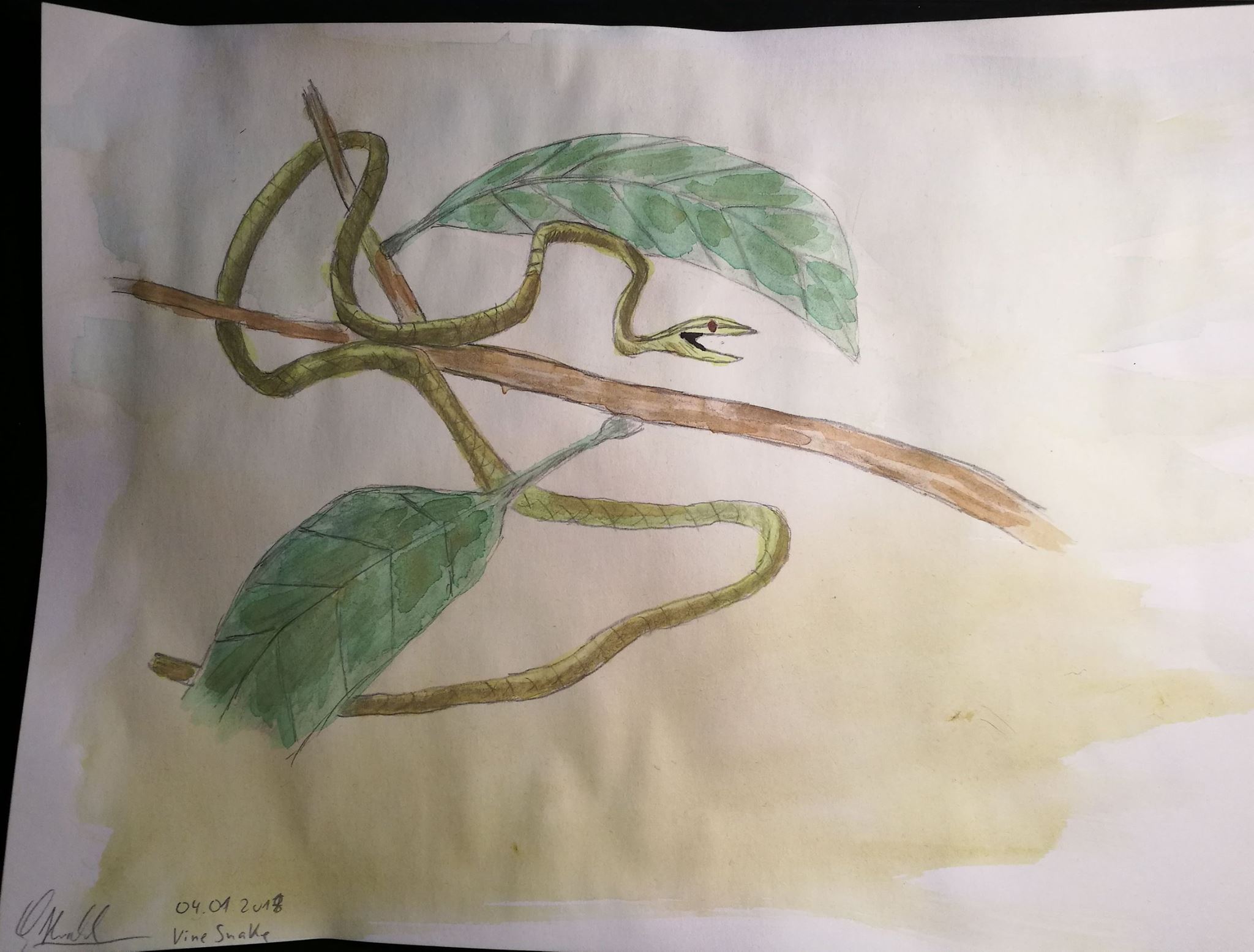 Drawing: „Vine Snake“ – Lineart – colored – Harald Elsen